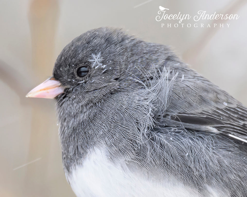 Dark-eyed Junco Wearing a Snowflake – Jocelyn Anderson Photography