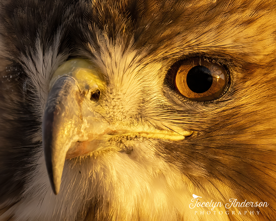 Red-tailed Hawk with Ice on Eyelashes – Jocelyn Anderson Photography