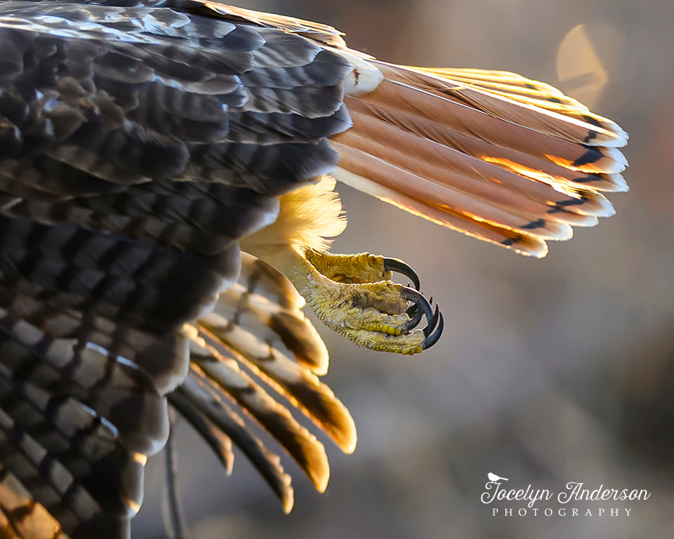 Red-tailed Hawk Claws – Jocelyn Anderson Photography