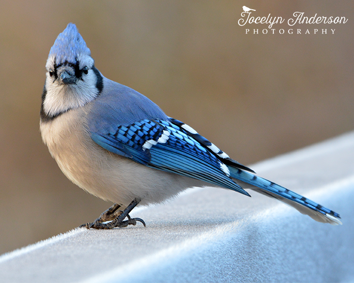 Blue Jay on Icy Bridge – Jocelyn Anderson Photography