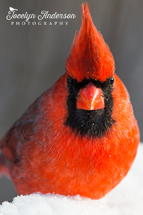Northern Cardinal Crest – Jocelyn Anderson Photography