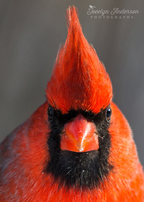 Northern Cardinal Crest – Jocelyn Anderson Photography