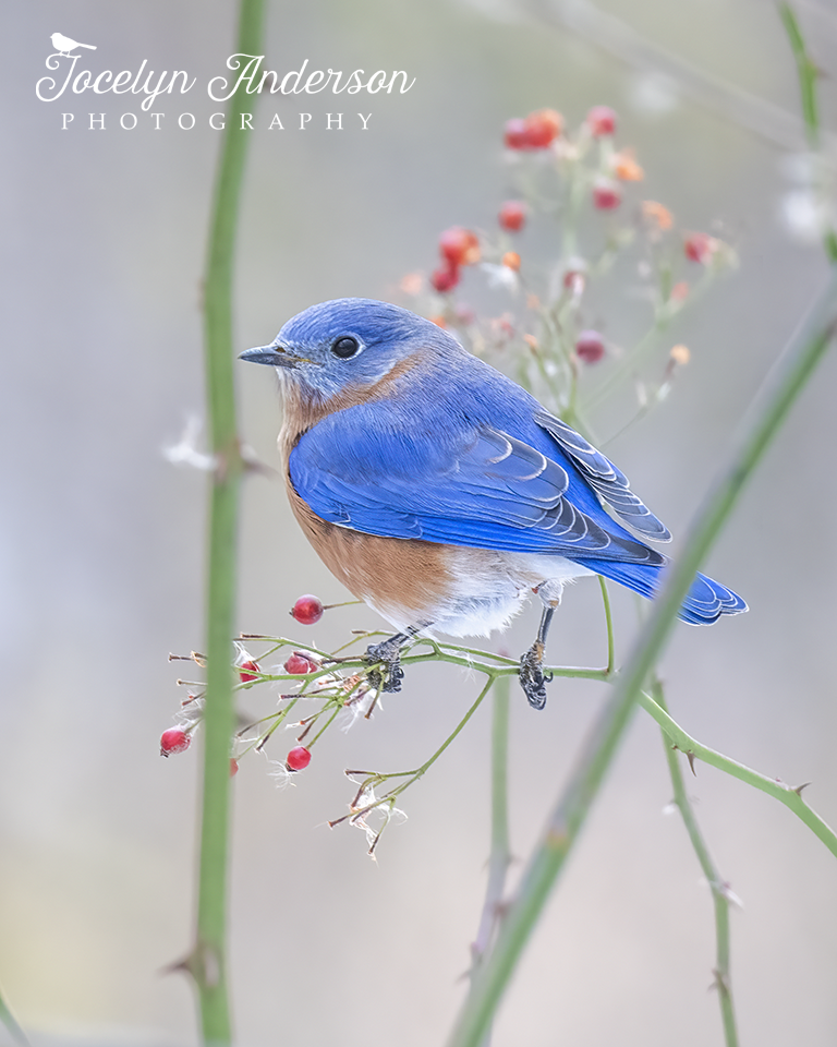 Eastern Bluebird with Multiflora Rose – Jocelyn Anderson Photography