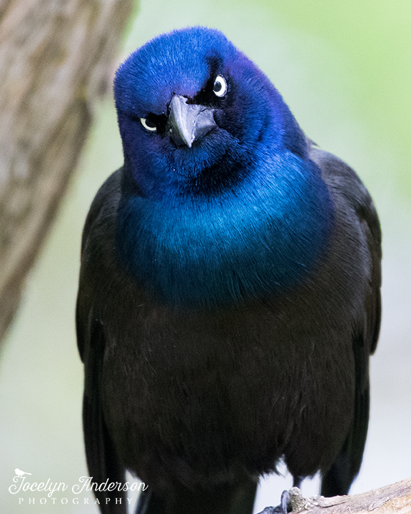 Grackle Angry Bird – Jocelyn Anderson Photography