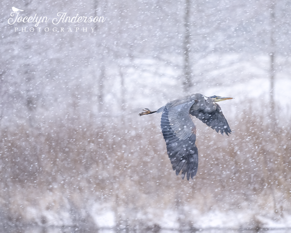 Great Blue Heron Flying Through Snow – Jocelyn Anderson Photography