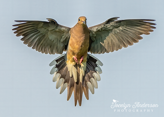 Mourning Dove in Flight – Jocelyn Anderson Photography