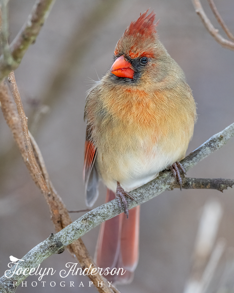 Female Cardinal In Winter