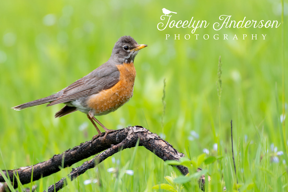 American Robin in Spring – Jocelyn Anderson Photography