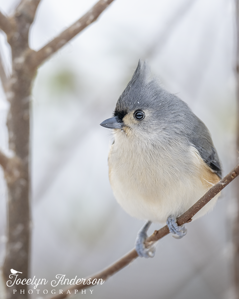 Tufted Titmouse with Pointy Top – Jocelyn Anderson Photography
