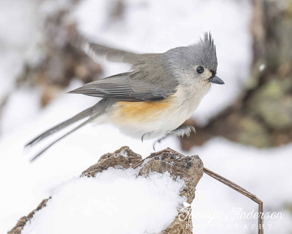 Tufted Titmouse Happy Dance – Jocelyn Anderson Photography