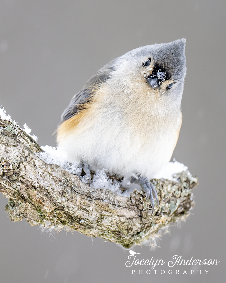 Tufted Titmouse with a Bit of Snow – Jocelyn Anderson Photography